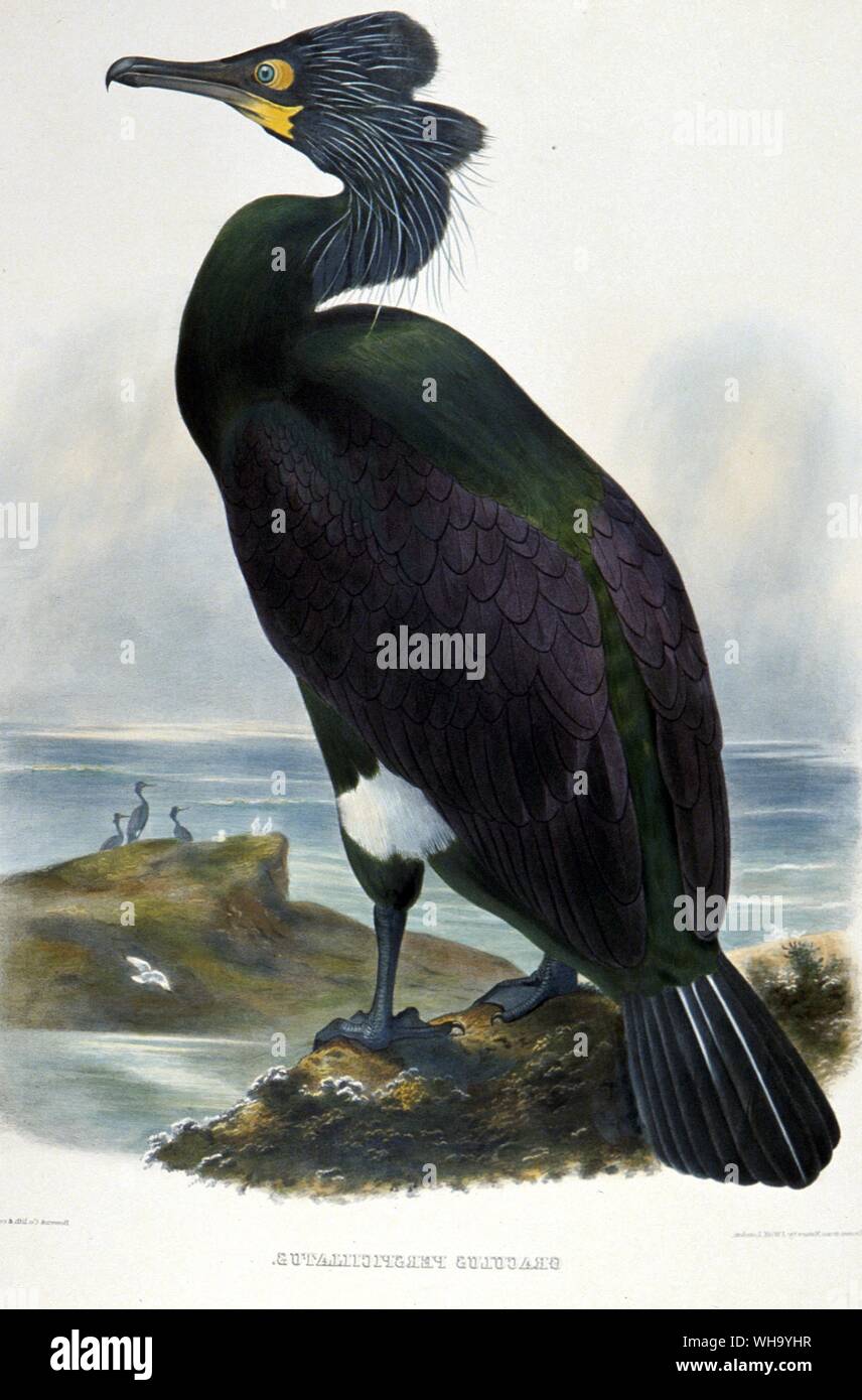 Oceanodroma macrodactyla hi-res stock photography and images - Alamy