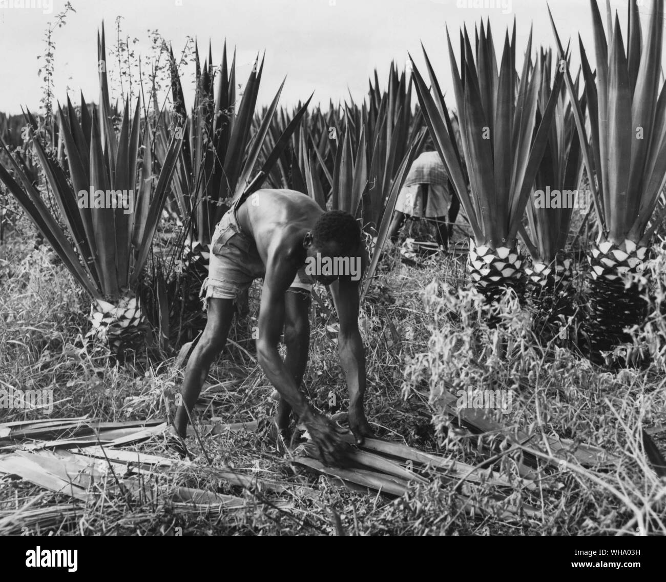 Sisal industry hi-res stock photography and images - Alamy
