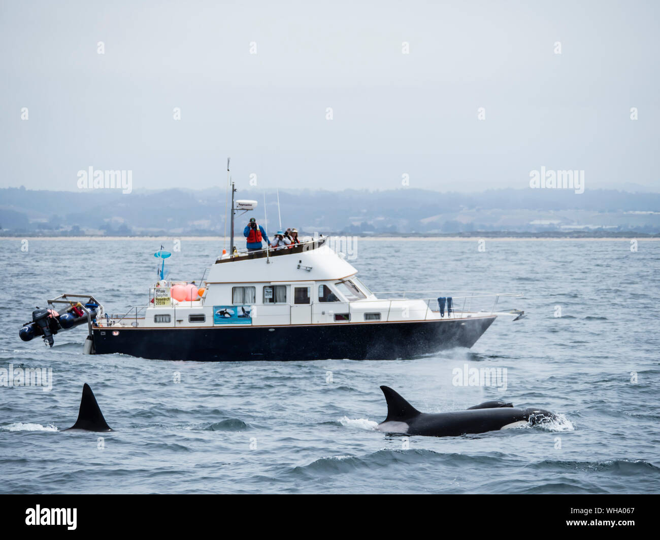 Adult killer whales (Orcinus orca) near research boat in the Monterey ...