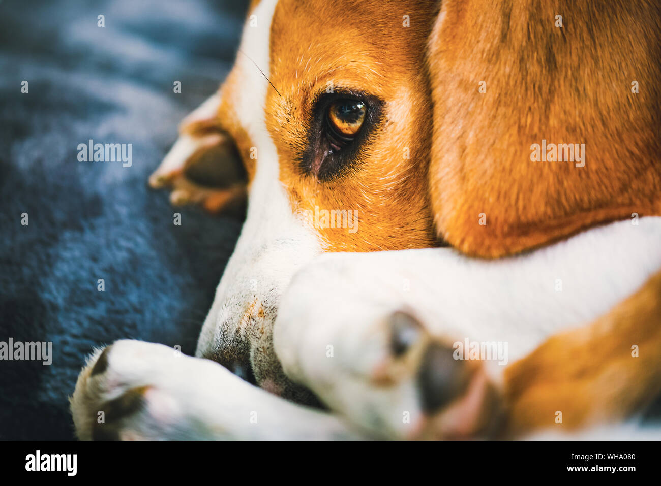 Dog lying on the sofa. Funny beagle pose. Canine background Stock Photo ...