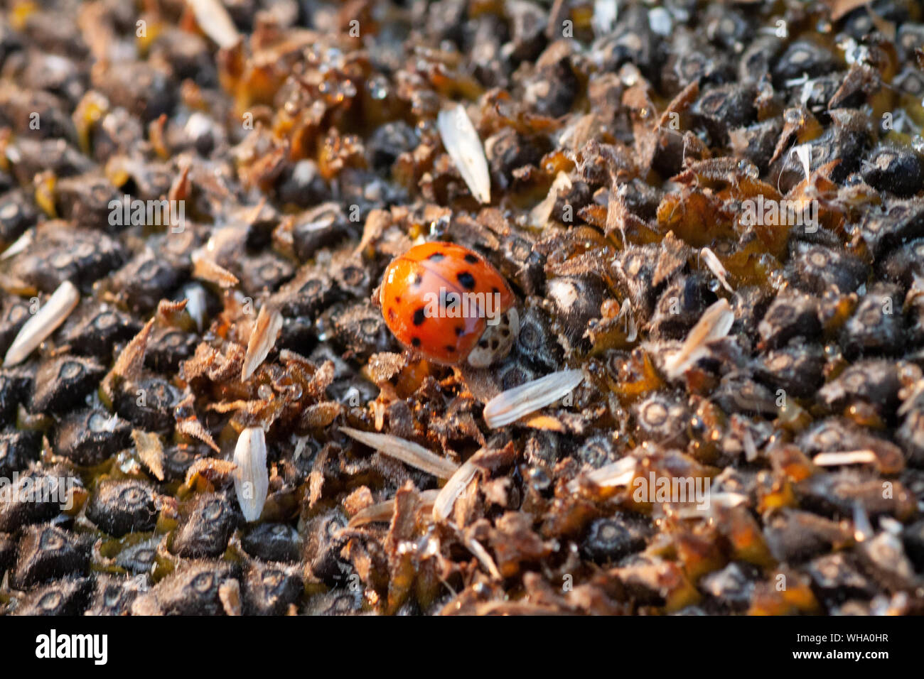 Bright red dotted ladybug on ripe black sunflower seeds in a farmer's ...