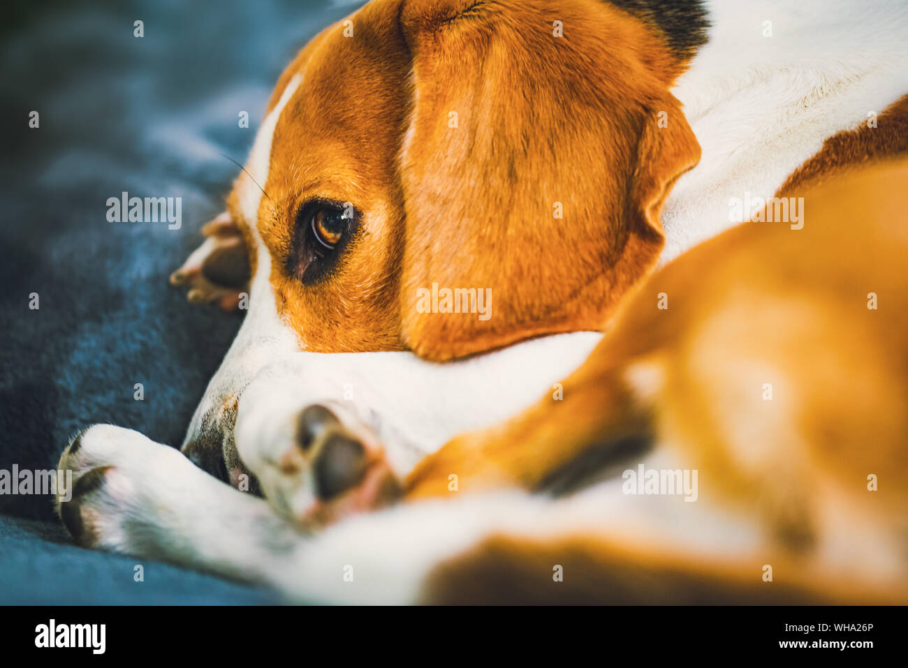 Dog lying on the sofa. Funny beagle pose. Canine background Stock Photo ...