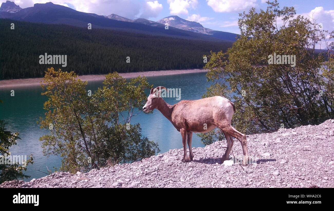 Goat river hi-res stock photography and images - Alamy