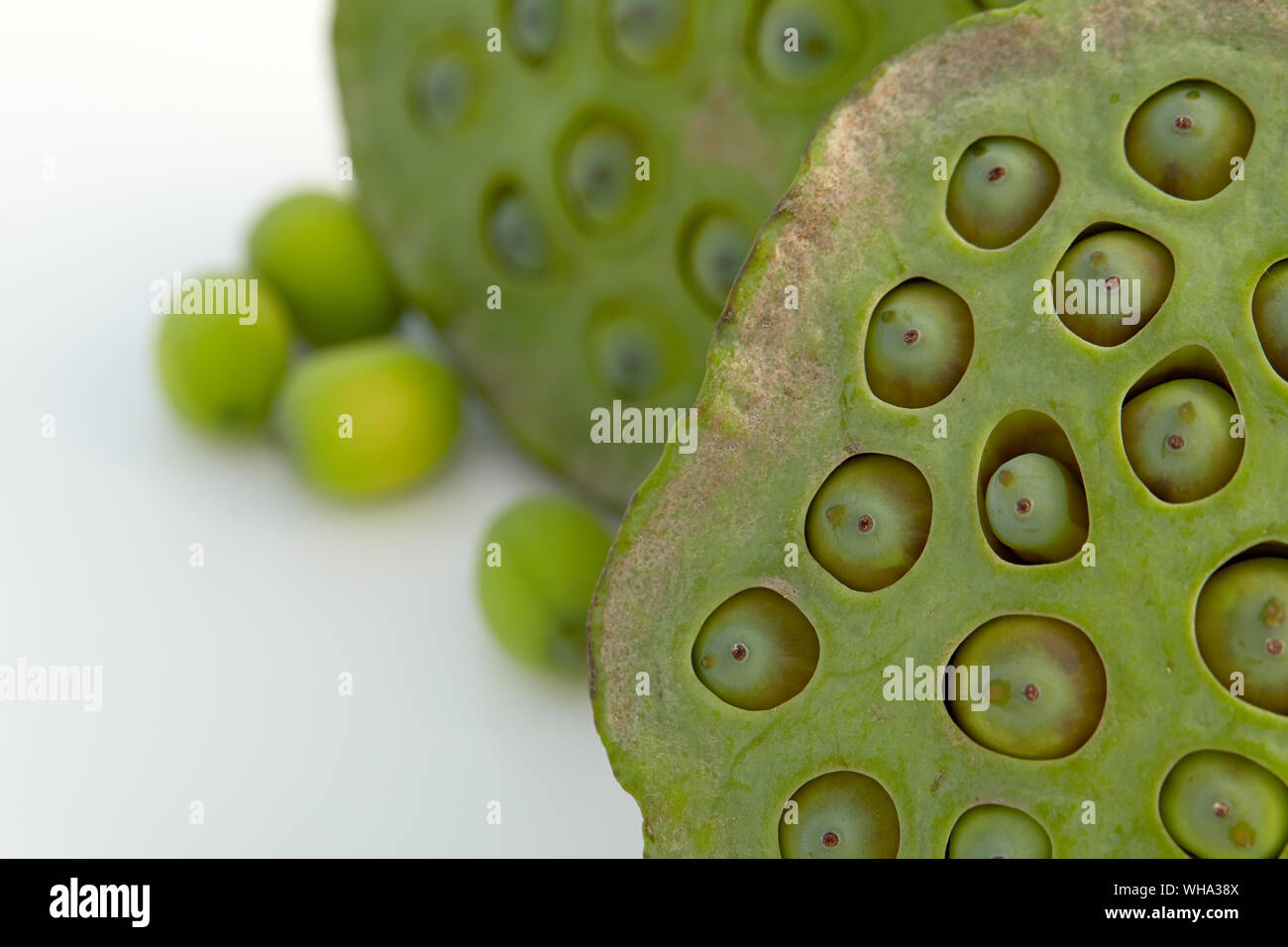 Green Lotus Seed Pods High Resolution Stock Photography and Images - Alamy