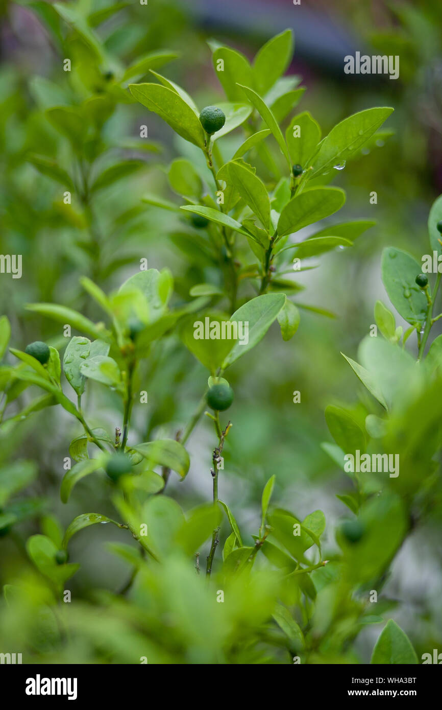Limes growing hi-res stock photography and images - Alamy