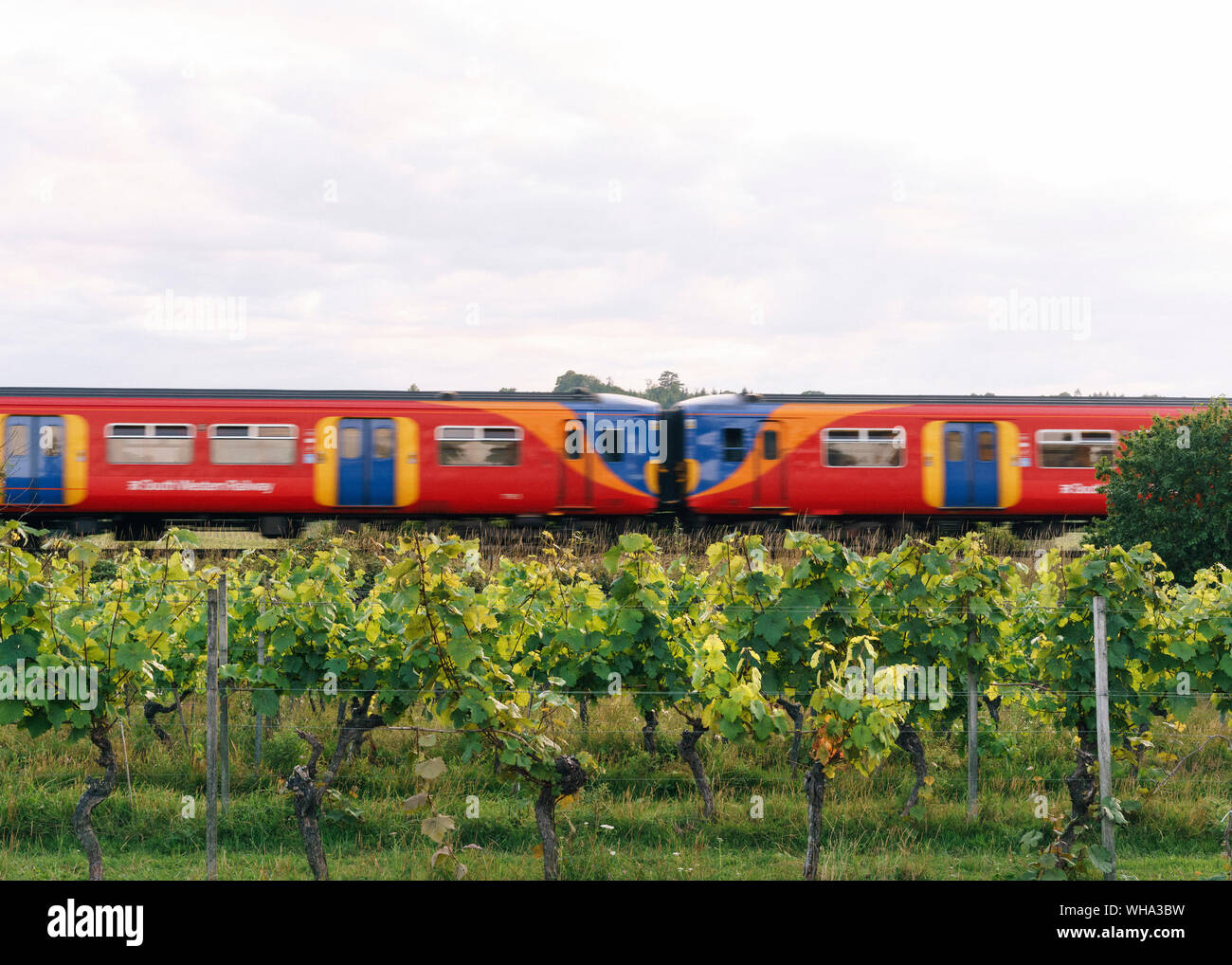 Denbies Wine Estate, the largest vineyard in the UK Stock Photo - Alamy