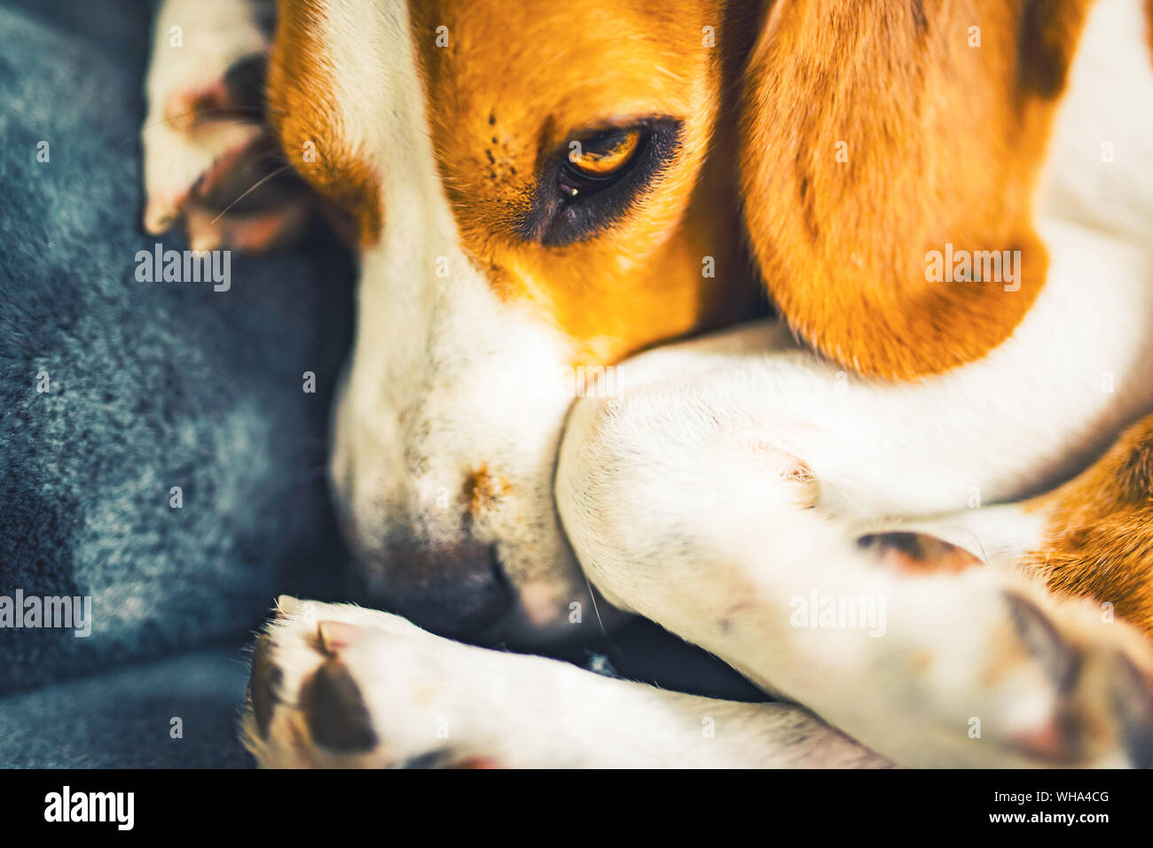 Dog lying on the sofa. Funny beagle pose. Canine background Stock Photo ...