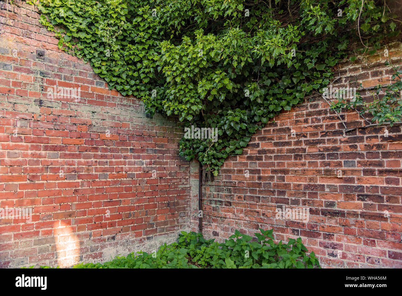 Vines on brick wall hi-res stock photography and images - Alamy