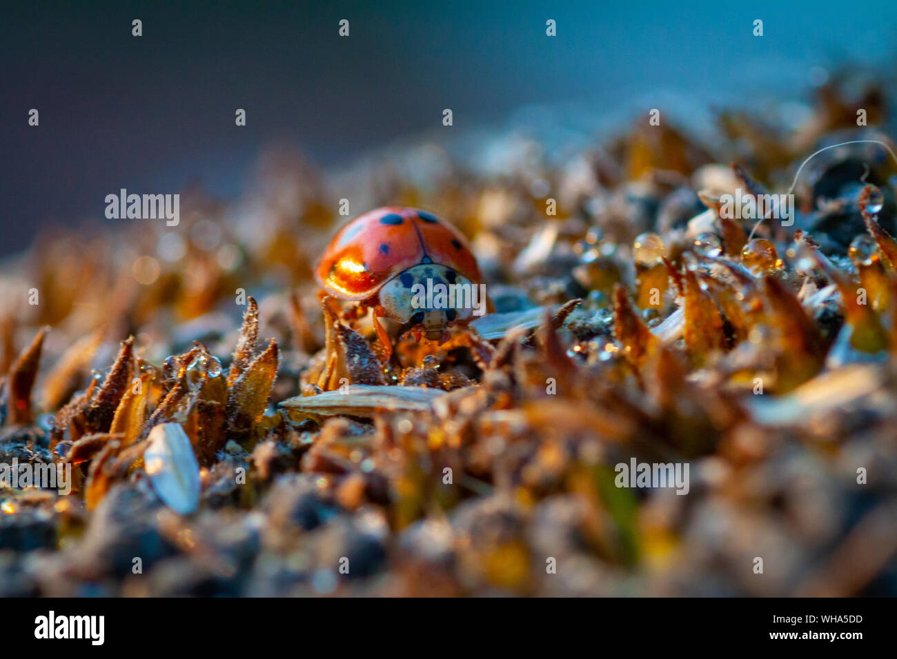 Bright red dotted ladybug on ripe black sunflower seeds in a farmer's ...