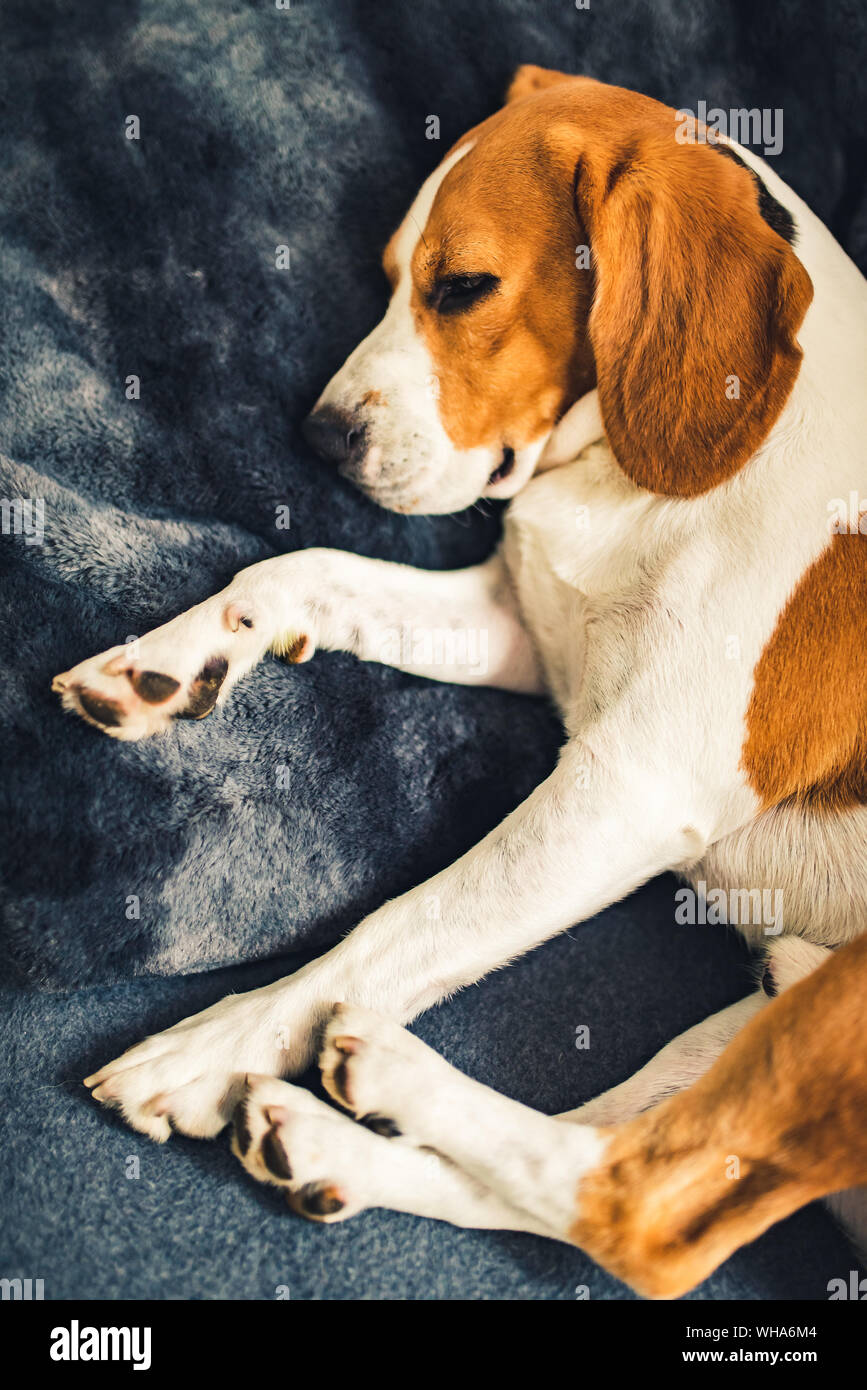 Dog lying on the sofa. Funny beagle pose. Canine background Stock Photo ...