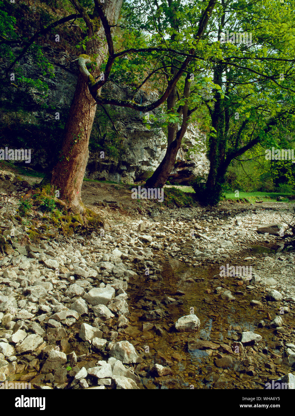 View SE (upstream) from Devil's Gorge calcite mine at sycamore trees ...