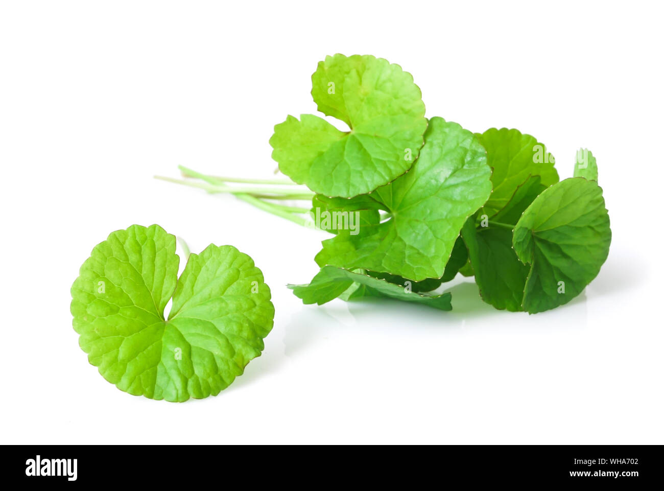 Centella asiatica hi-res stock photography and images - Alamy