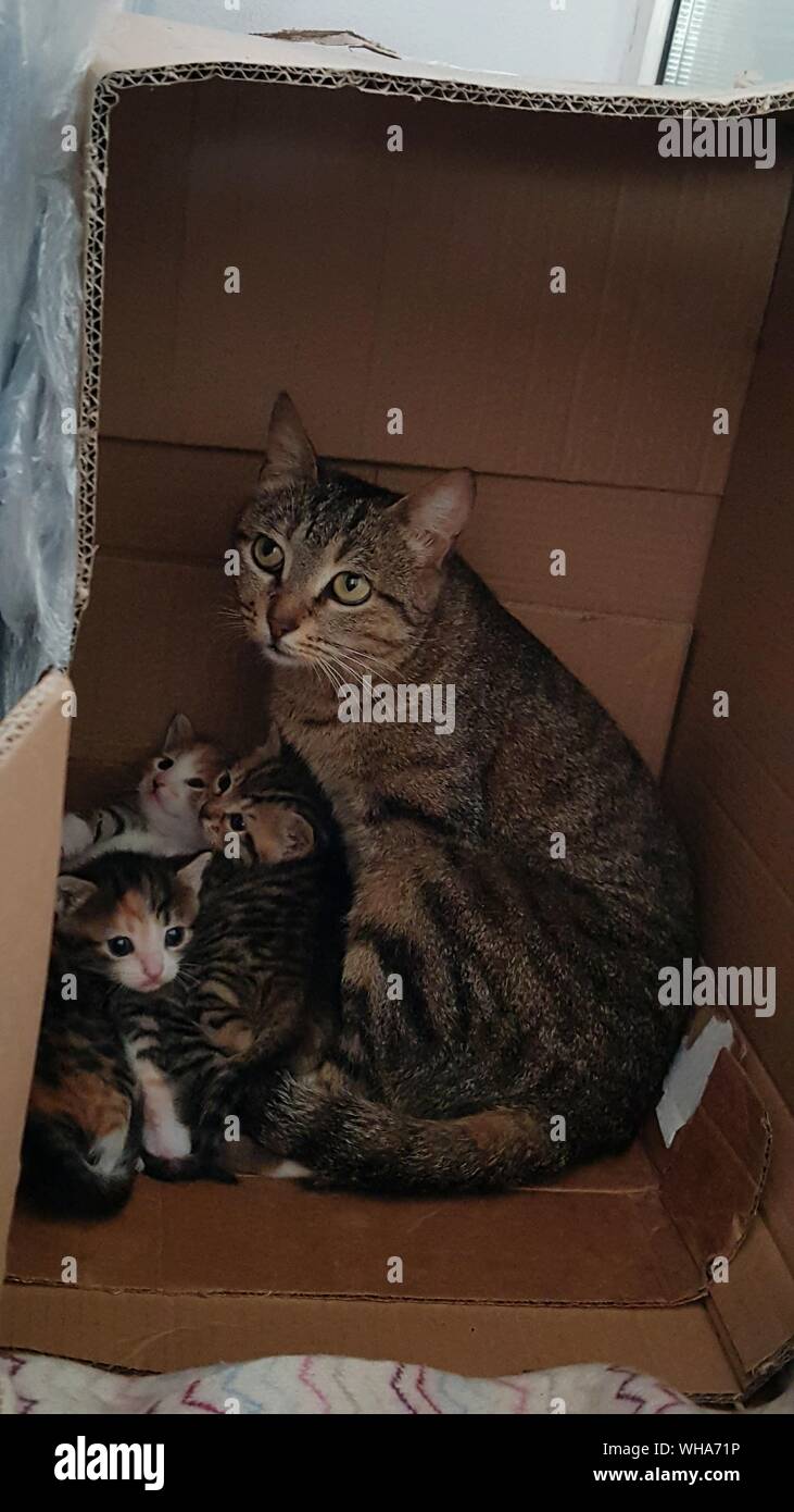 Kitten in container home container hi-res stock photography and images ...