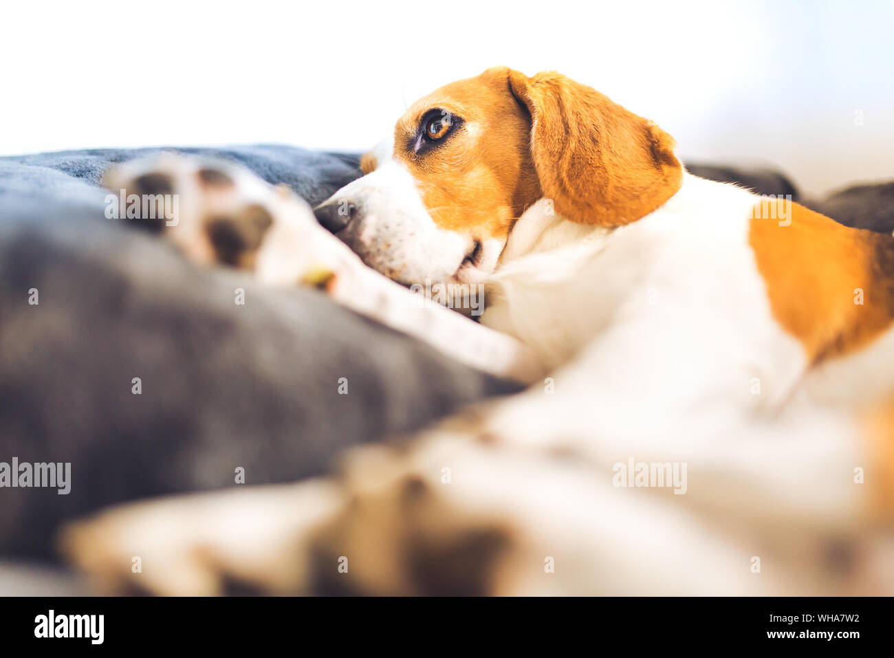 Dog lying on the sofa. Funny beagle pose. Canine background Stock Photo ...