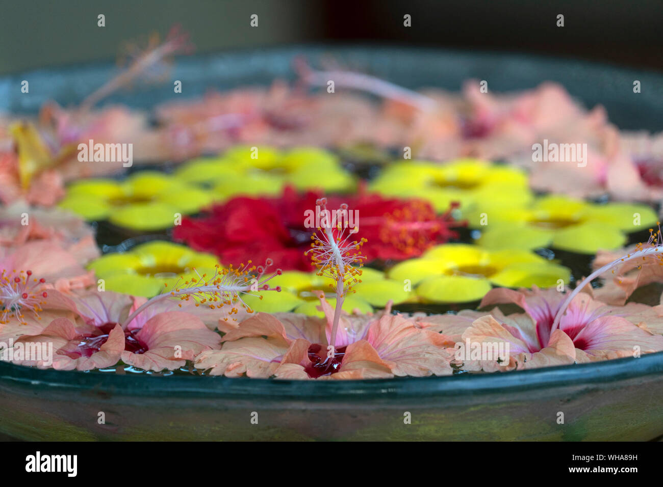 Spa flowers in the water detail Stock Photo - Alamy