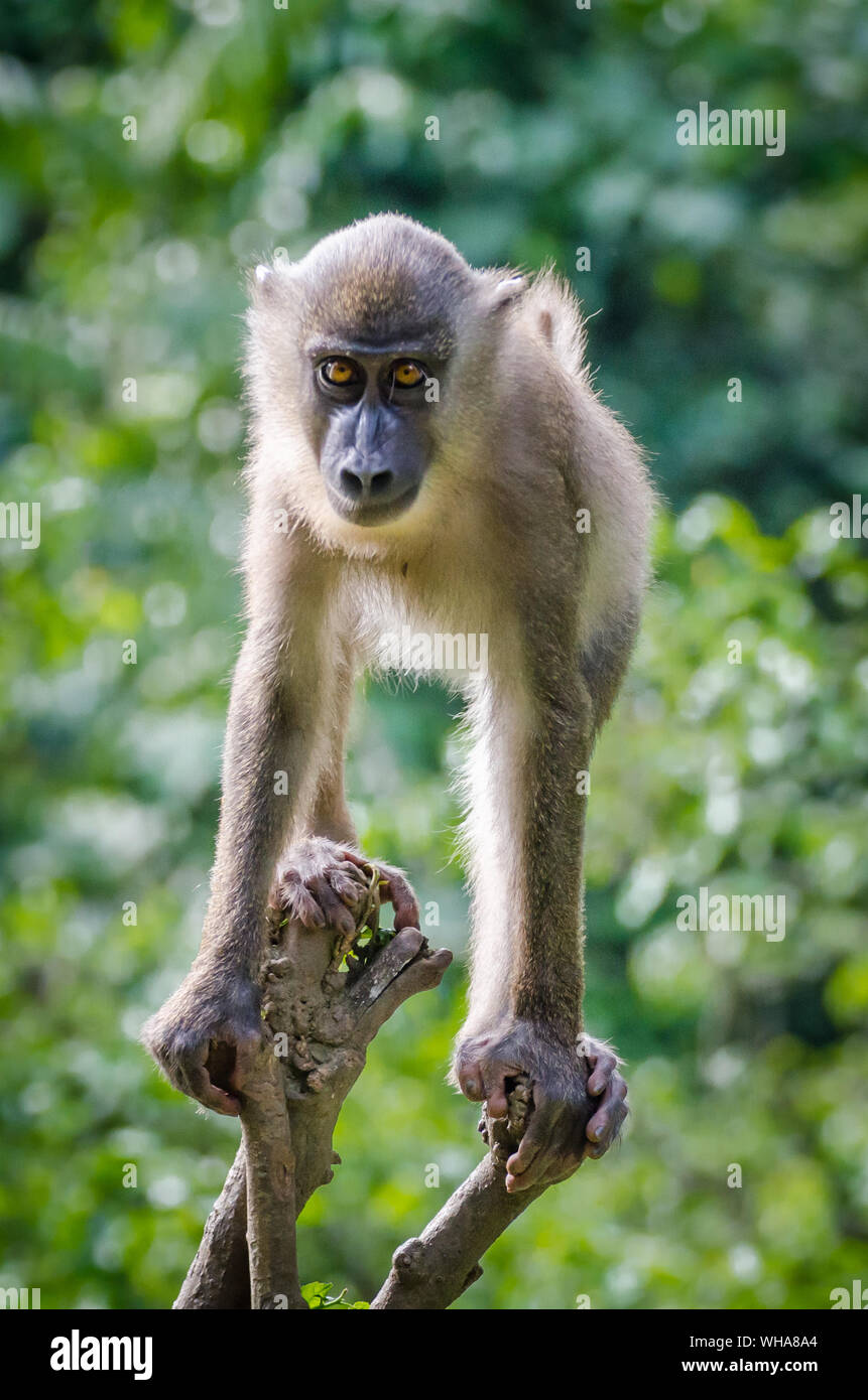 Nigeria forest hi-res stock photography and images - Alamy