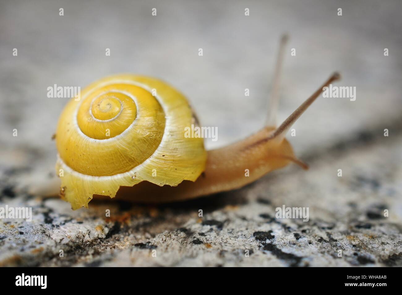 Broken snail shell hi-res stock photography and images - Alamy