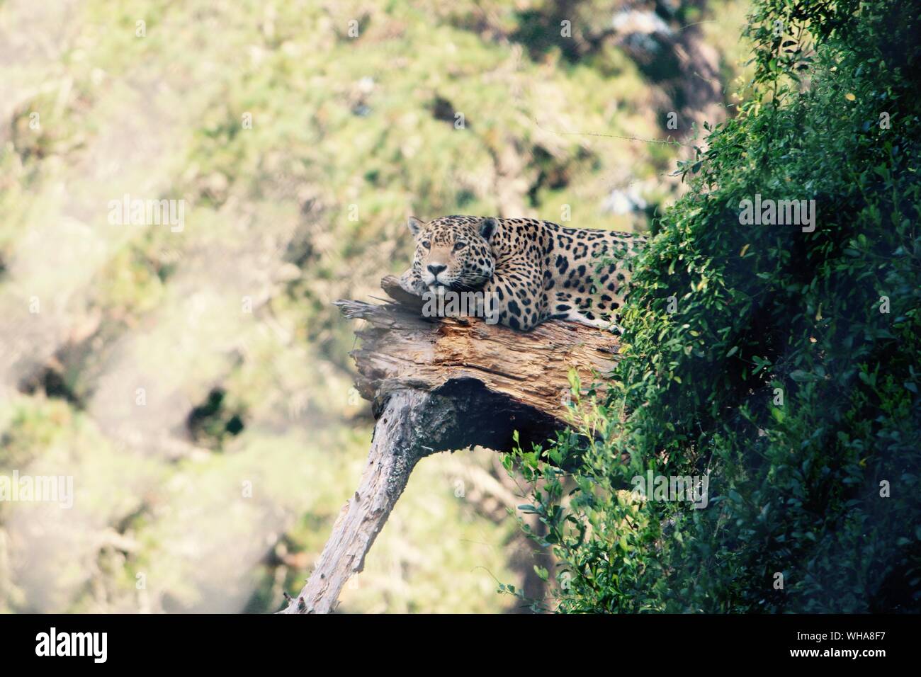 Leopard nose close up hi-res stock photography and images - Alamy
