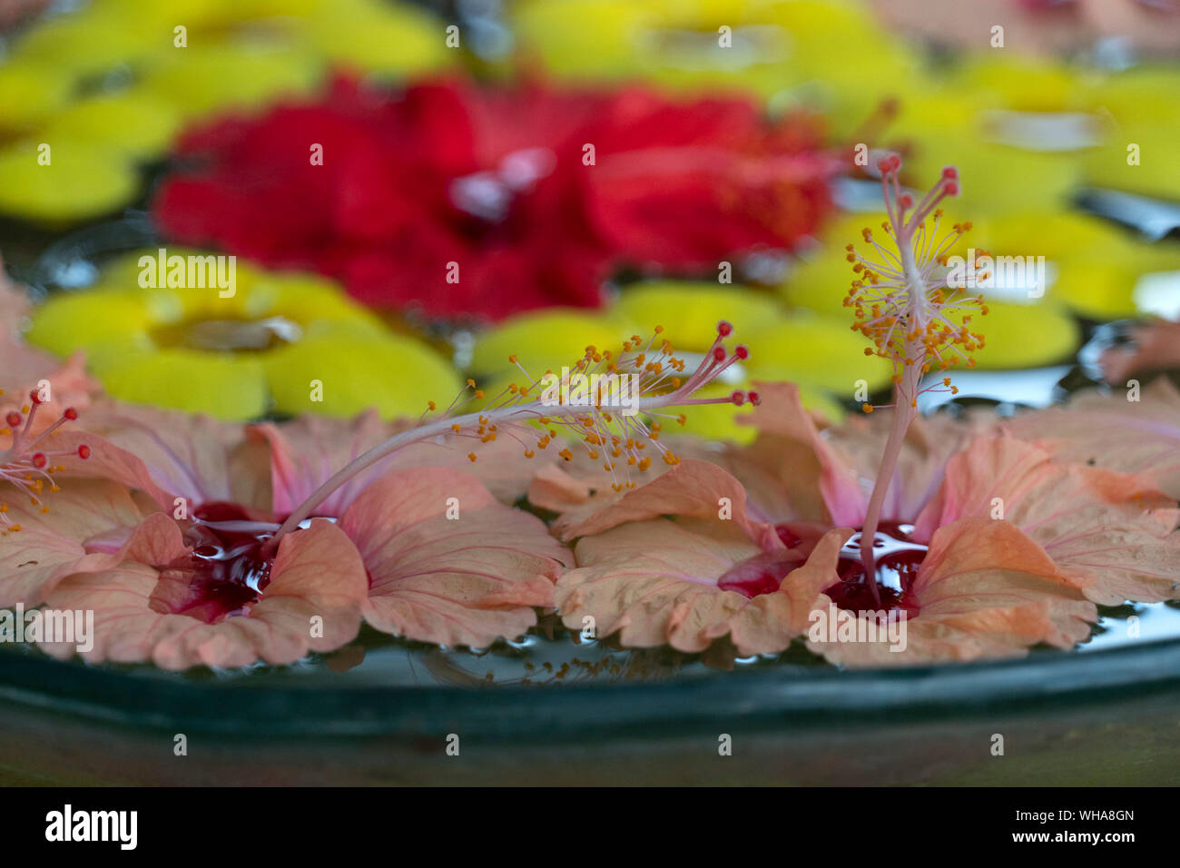 Spa flowers in the water detail Stock Photo - Alamy