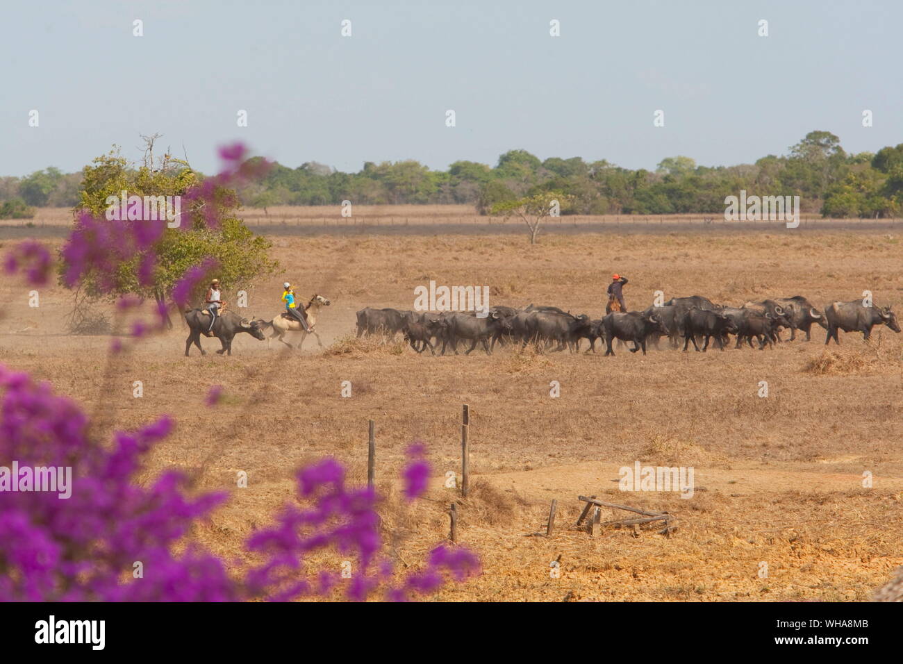 MARAJO ISLAND, BRAZIL Stock Photo - Alamy