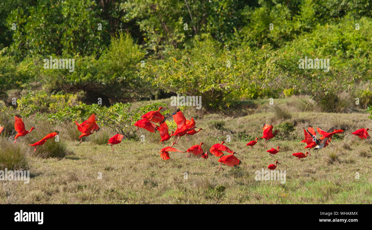 MARAJO ISLAND, BRAZIL Stock Photo - Alamy