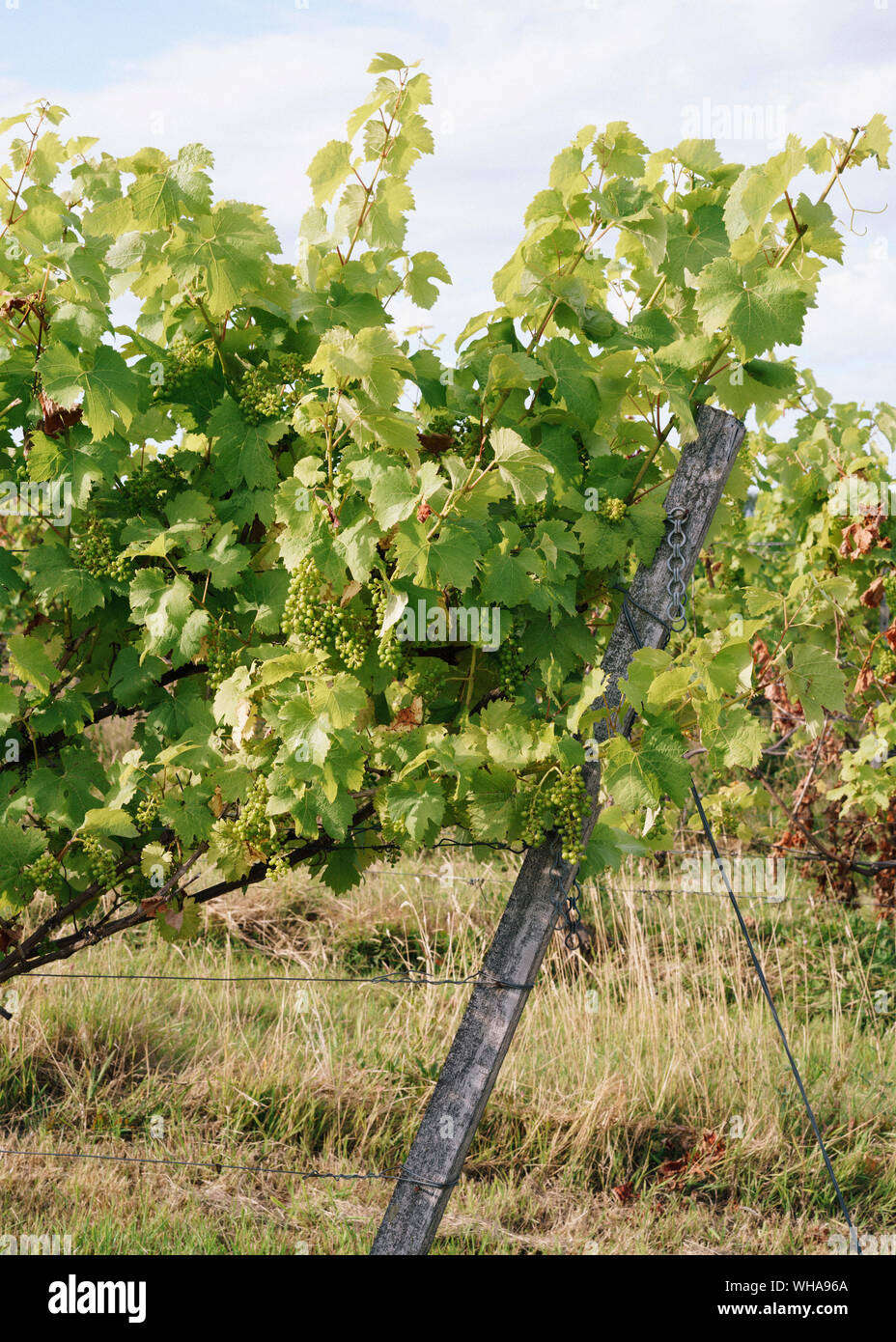 Denbies Wine Estate, the largest vineyard in the UK Stock Photo - Alamy