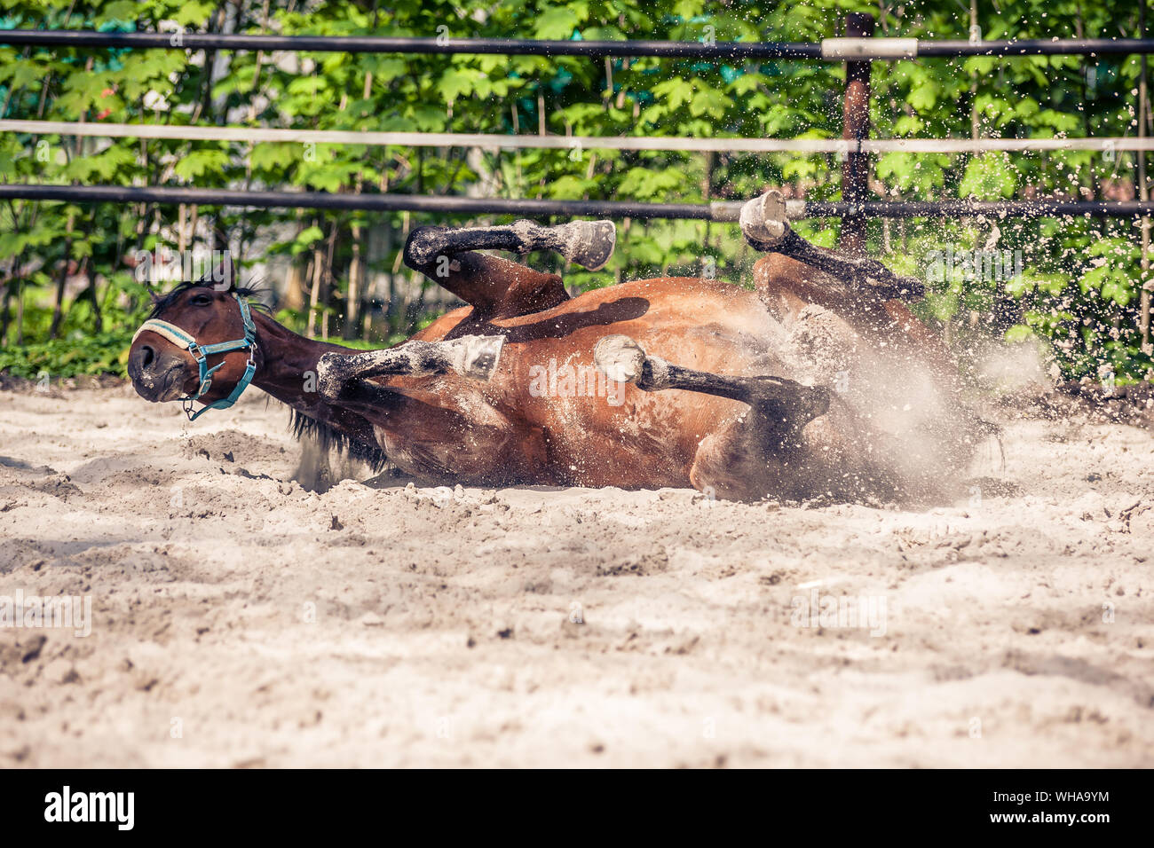 Horse Falling High Resolution Stock Photography and Images - Alamy