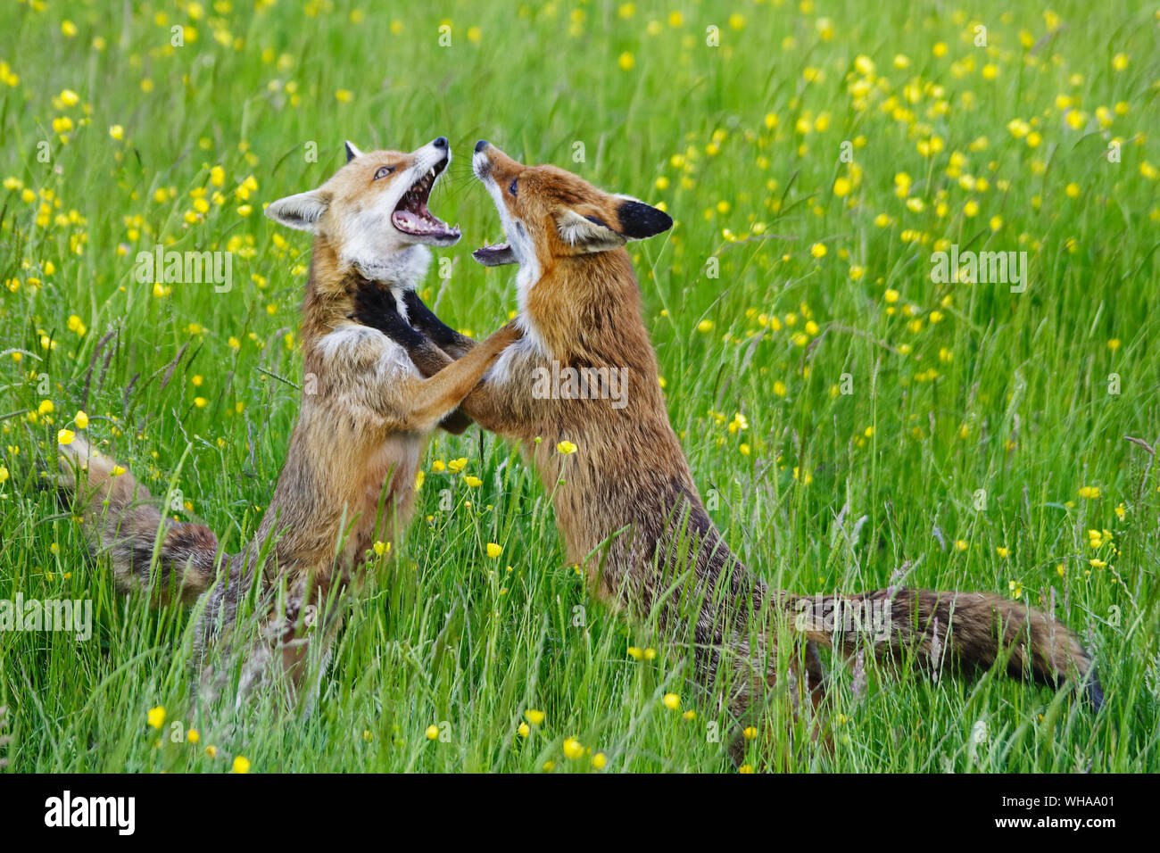 Foxes play fighting Stock Photo - Alamy