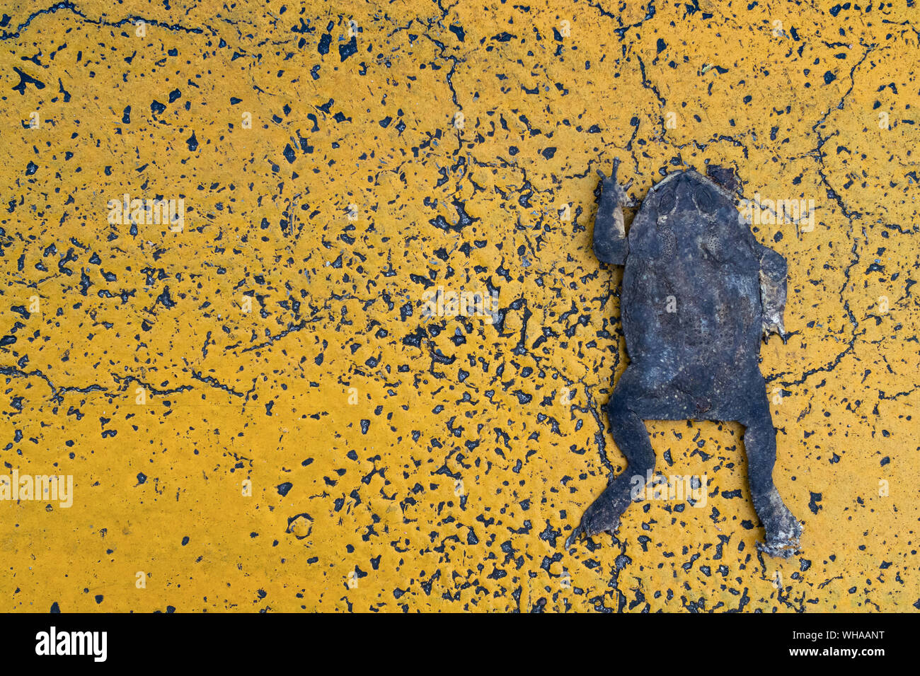 dead flat toad crushed on the yellow asphalt road by car accident in ...