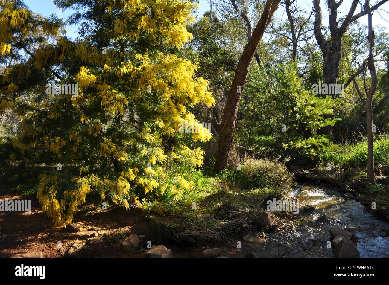 Wattle tree hi-res stock photography and images - Alamy