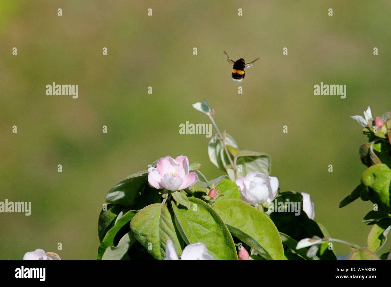 Bee hovering over flower hi-res stock photography and images - Alamy