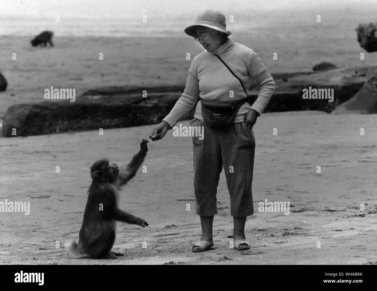 Koshima hi-res stock photography and images - Alamy