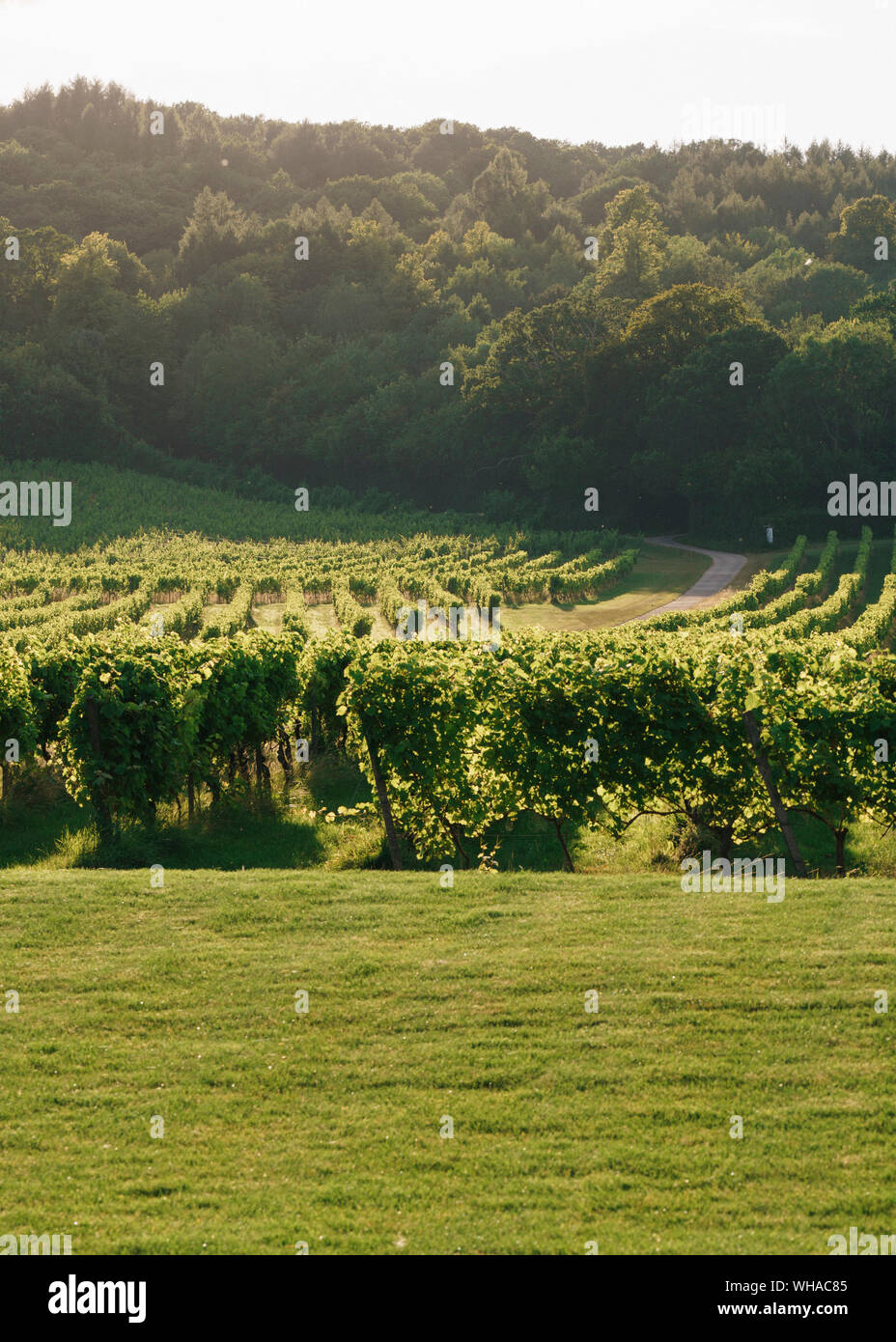 Denbies Wine Estate, the largest vineyard in the UK Stock Photo - Alamy