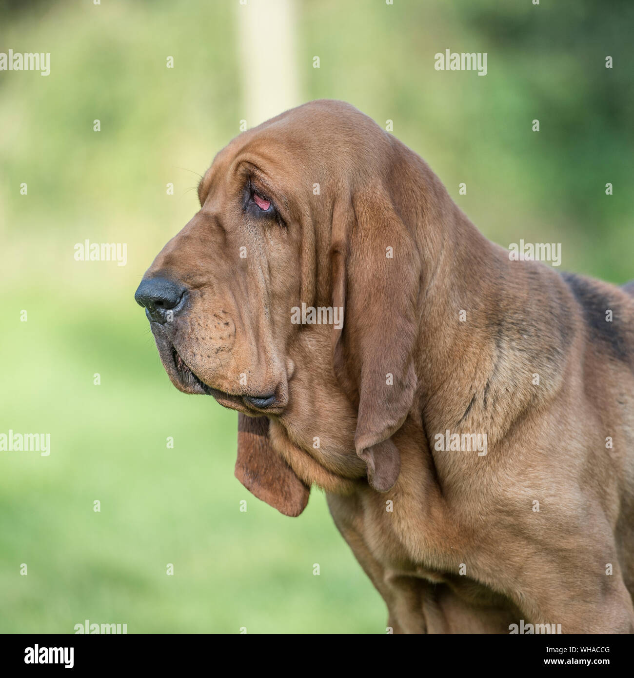 Close up hound side view head hi-res stock photography and images - Alamy