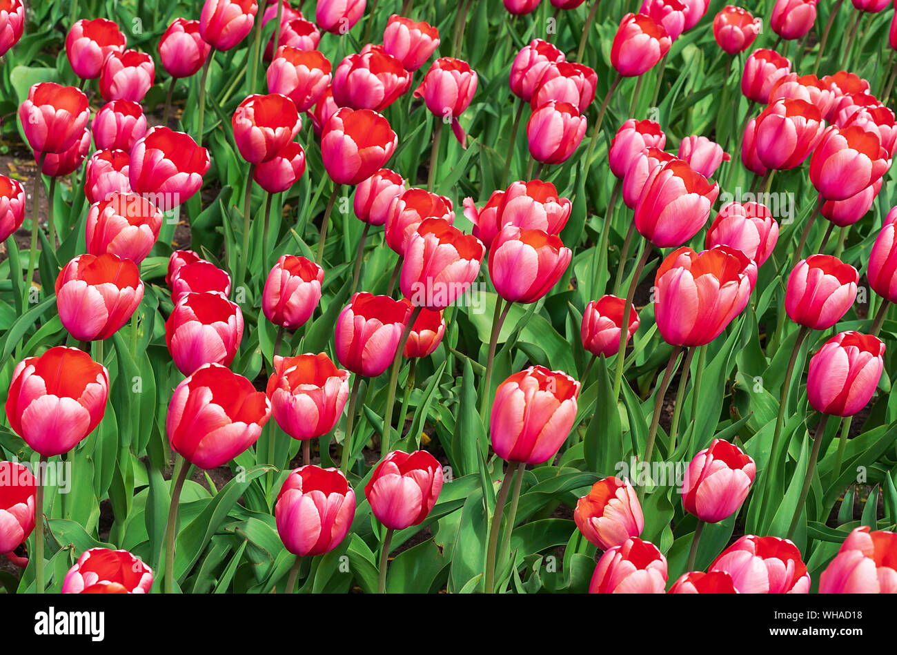 Red white tulips in hi-res stock photography and images - Alamy