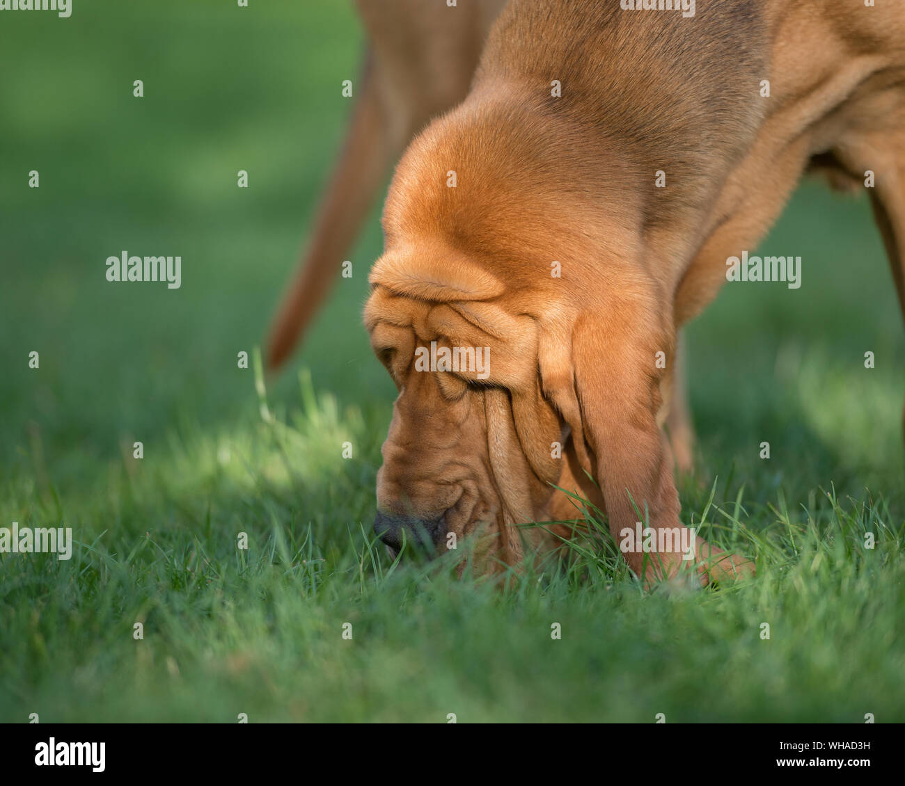 Bloodhound scent hi-res stock photography and images - Alamy