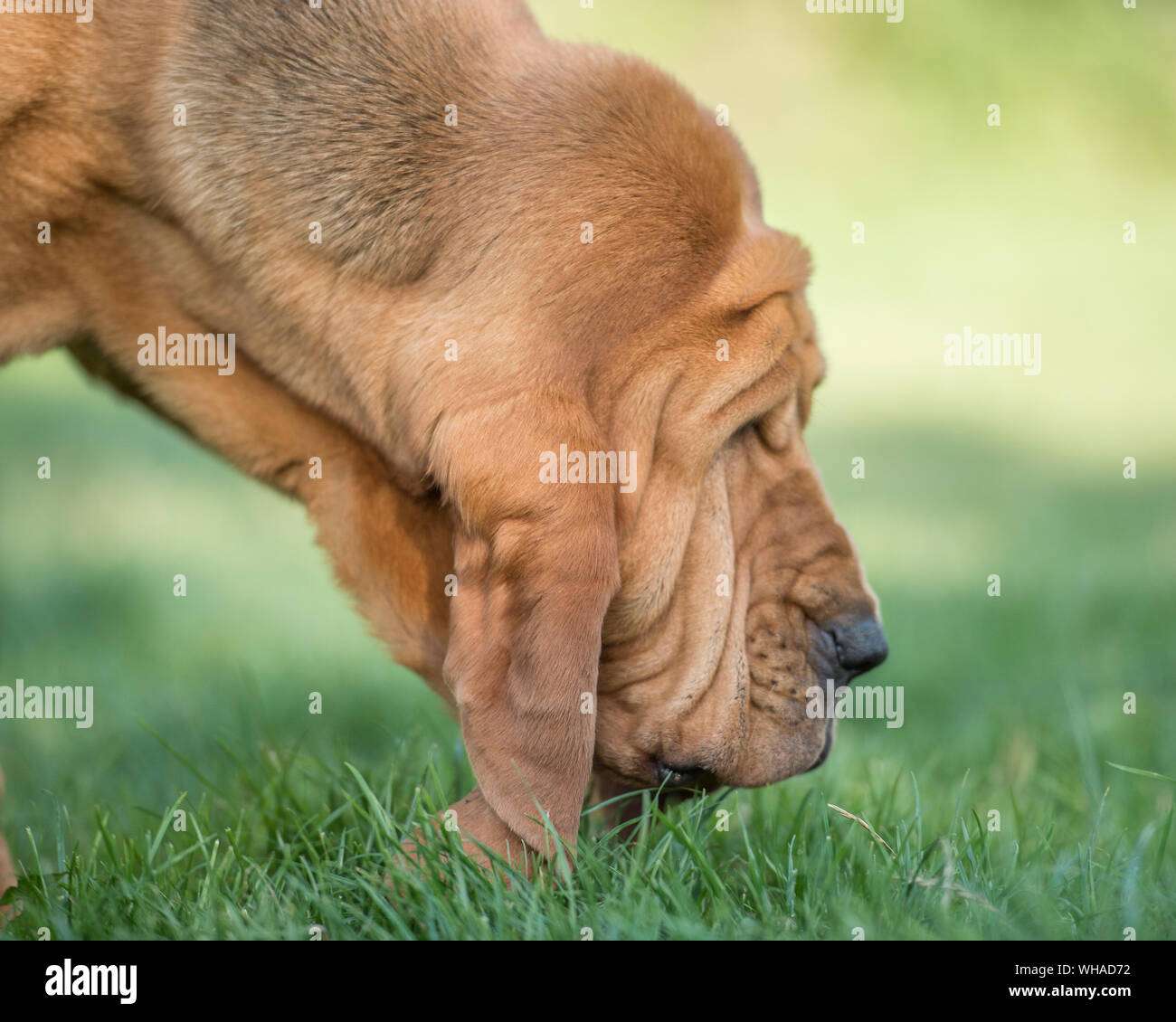 Bloodhound scent hi-res stock photography and images - Alamy
