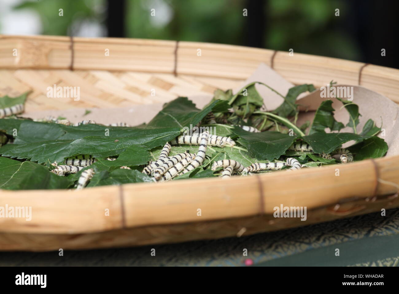Insect eating leaves hi-res stock photography and images - Alamy