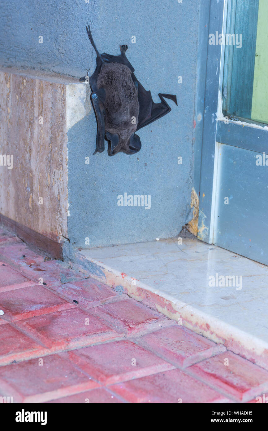 Bat structure hi-res stock photography and images - Alamy