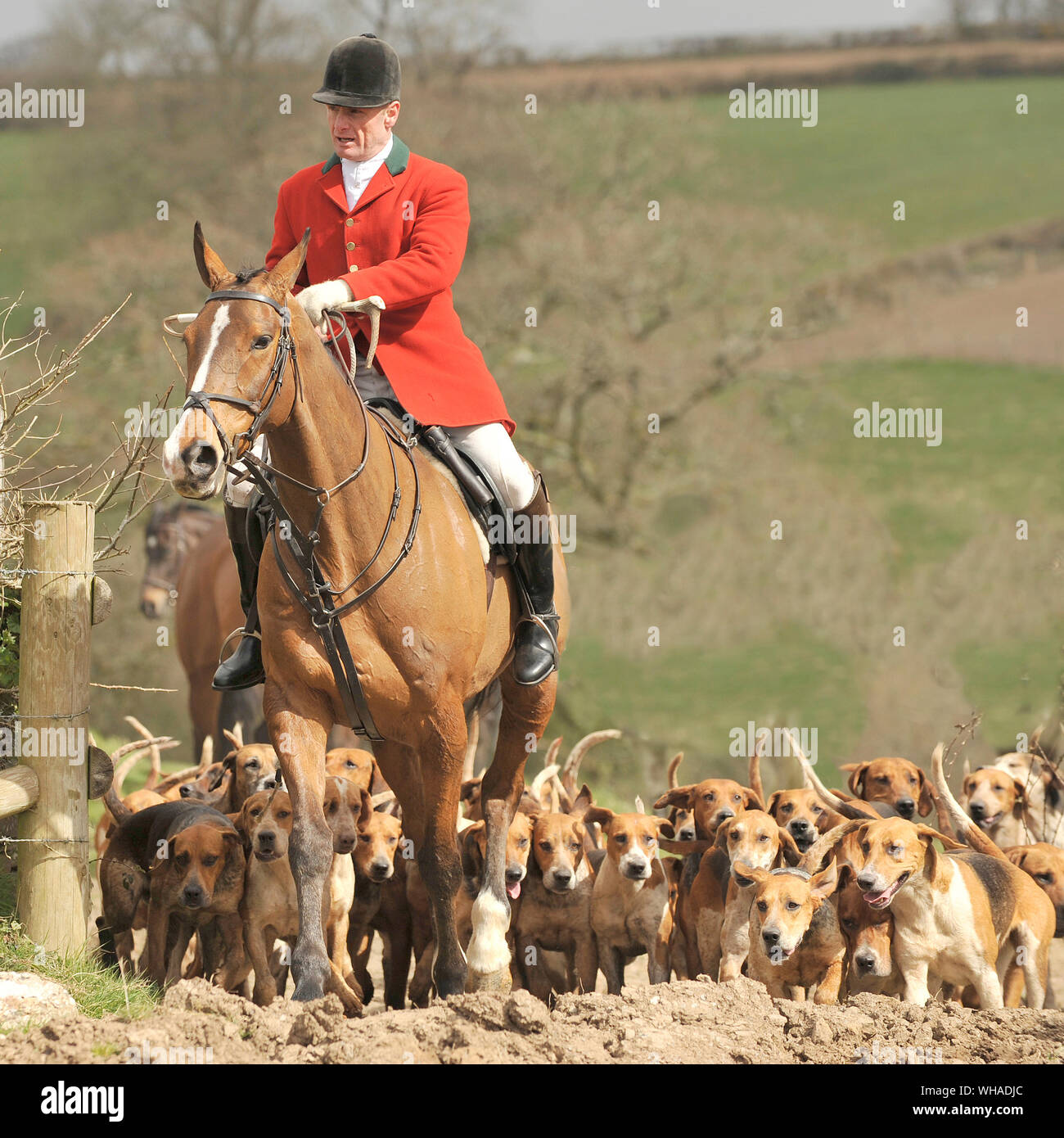 Master foxhounds hi-res stock photography and images - Alamy