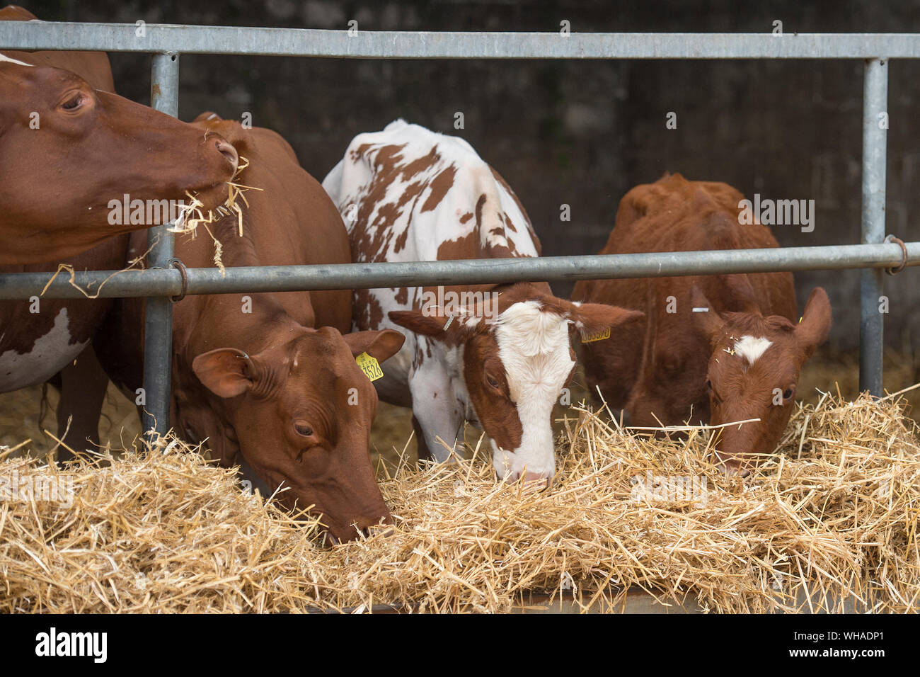 Dairy cow feeding inside barn hi-res stock photography and images - Alamy