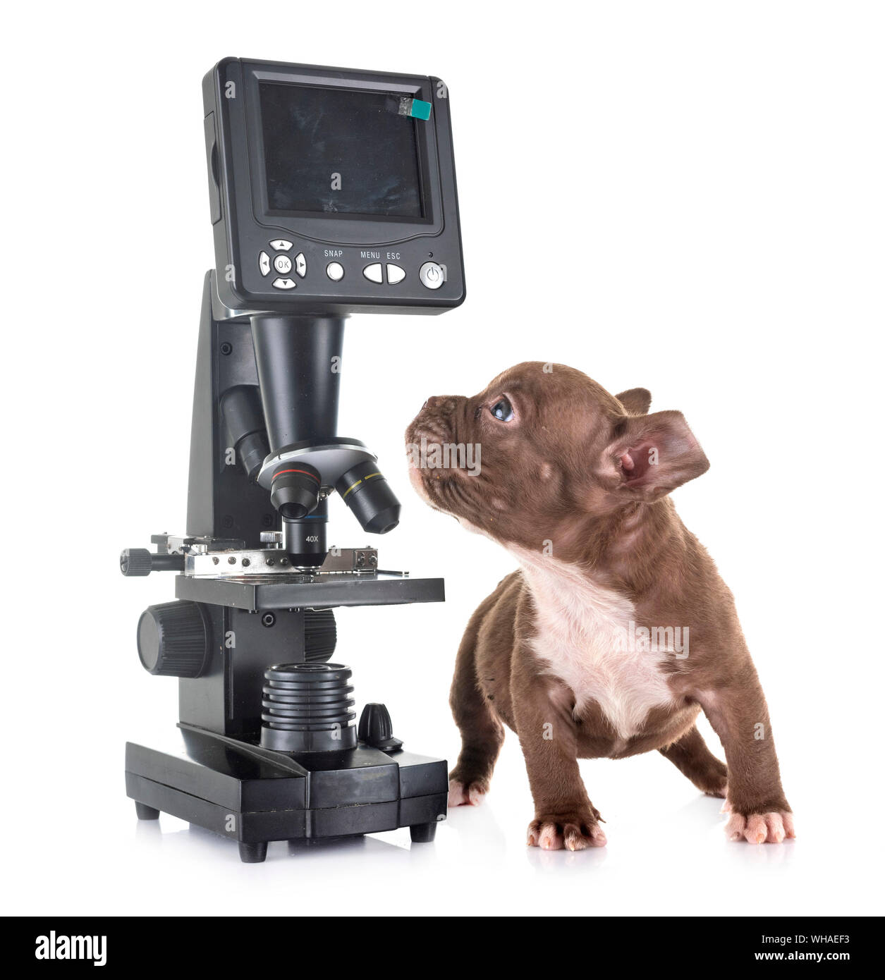 puppy american bully and microscope in front of white background Stock ...