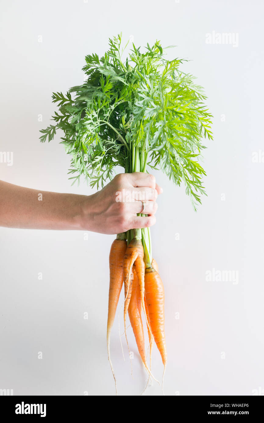 Female hand holding fresh and ripe carrot. White background. vertical ...