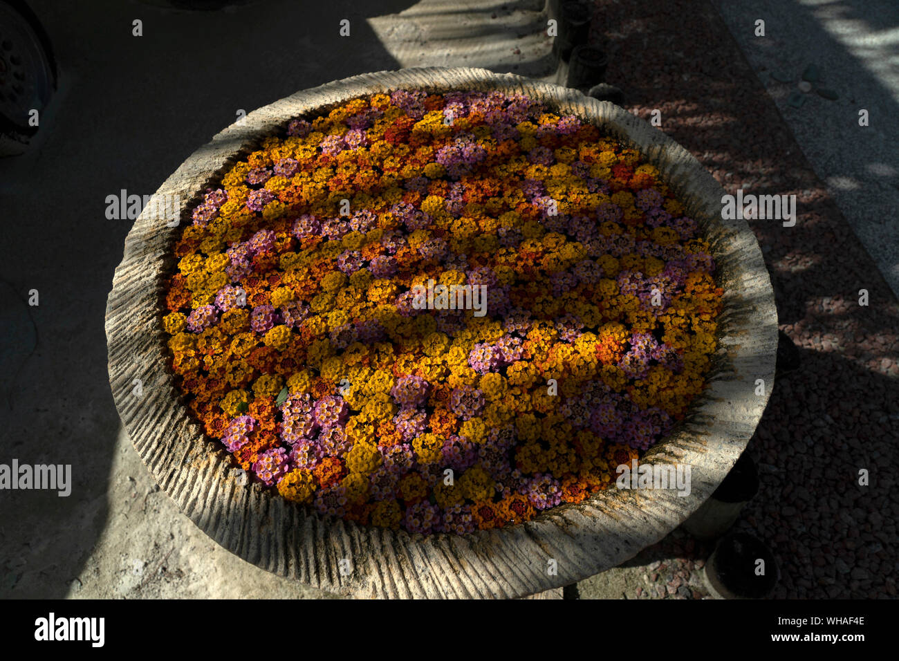Spa flowers in the water detail Stock Photo - Alamy