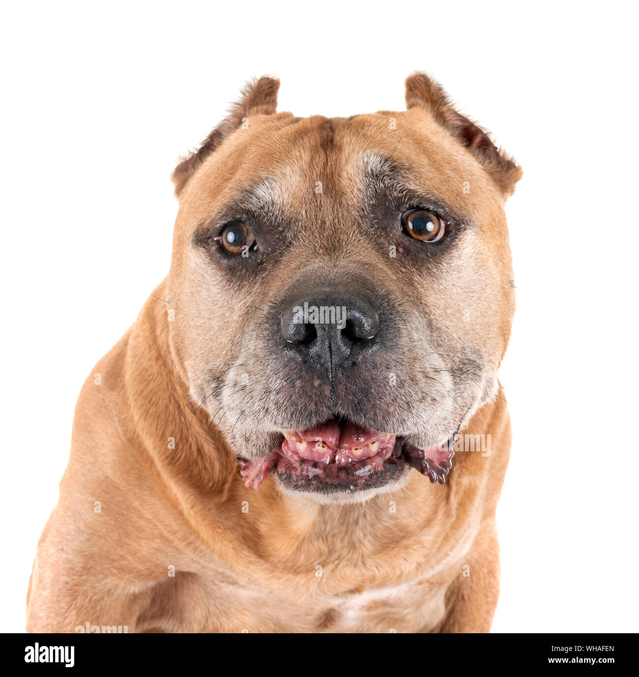 old american staffordshire terrier in front of white background Stock ...