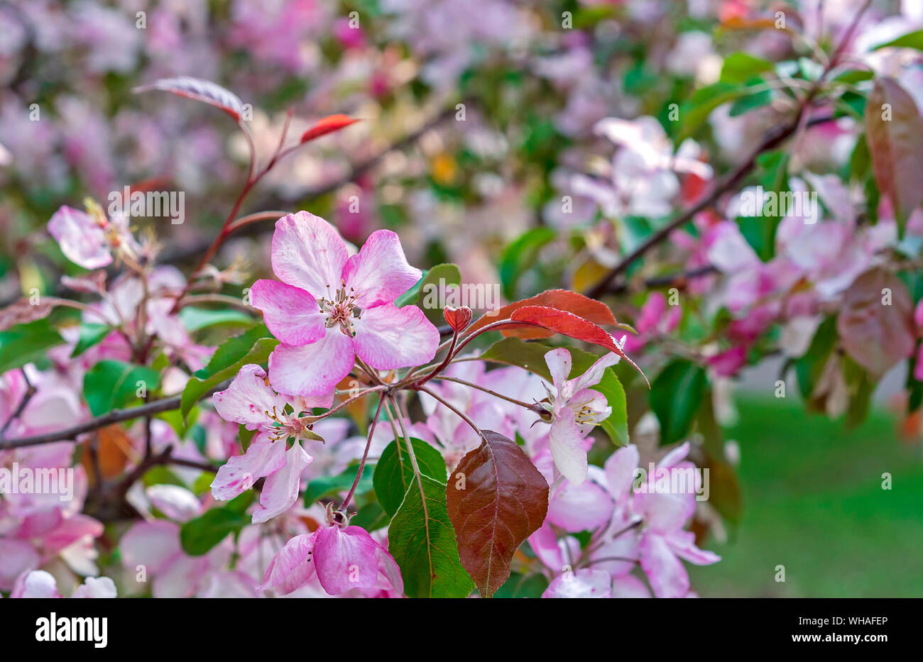 Apple tree blooms in spring. Pink flower of apple tree. Flower ...