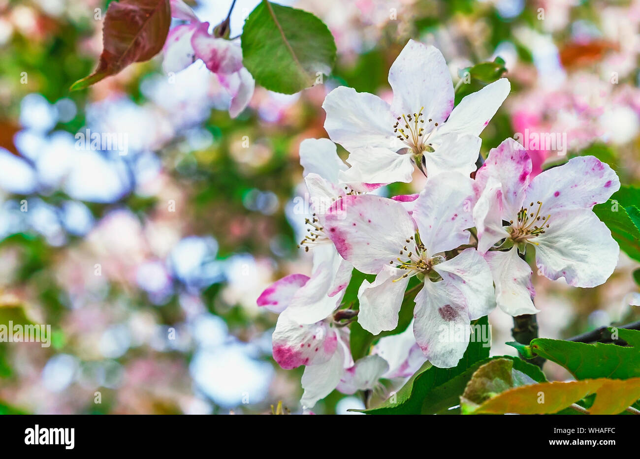Apple tree blooms in spring. Pink flower of apple tree. Flower ...