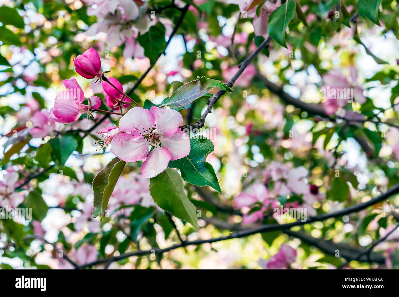 Apple tree blooms in spring. Pink flower of apple tree. Flower ...