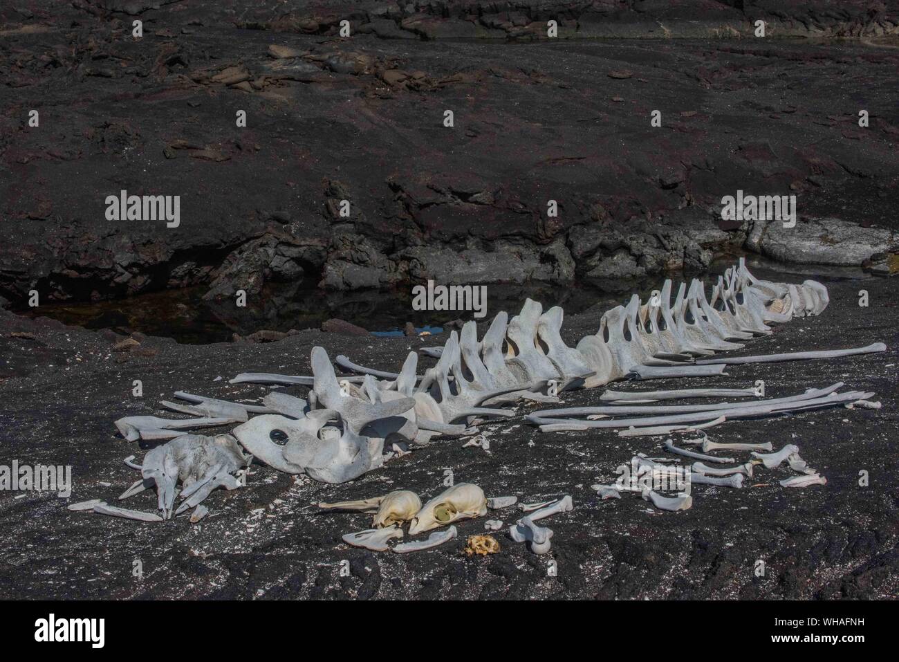 Sand bones hi-res stock photography and images - Alamy