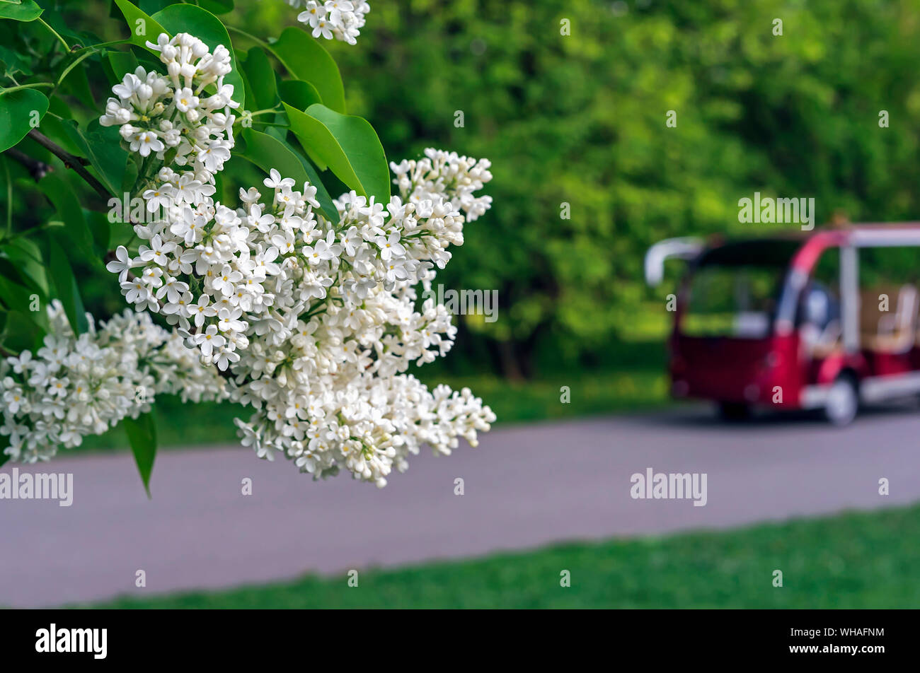 Red minibus hi-res stock photography and images - Alamy